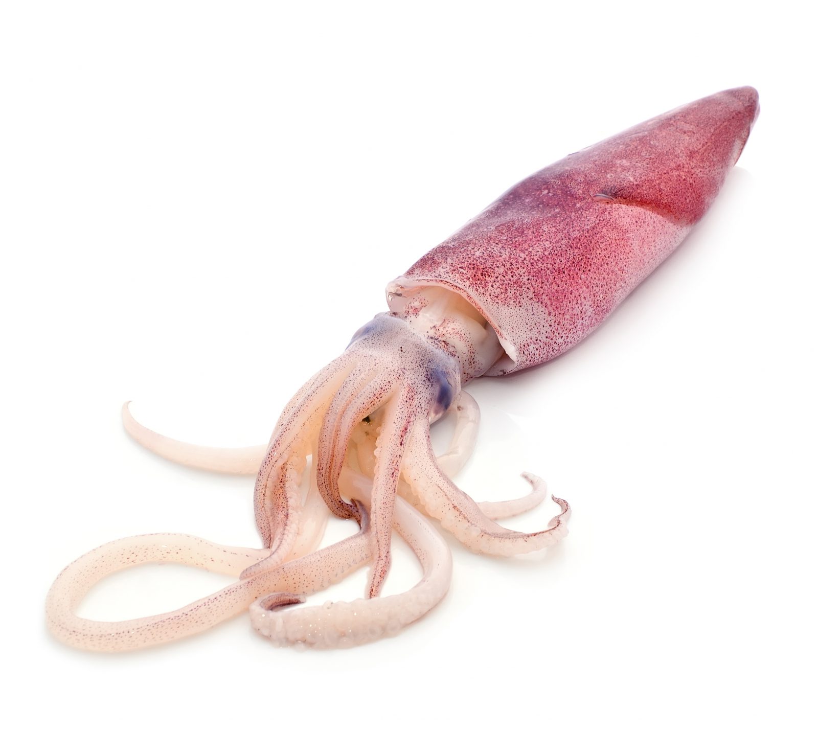 Is frozen squid good?