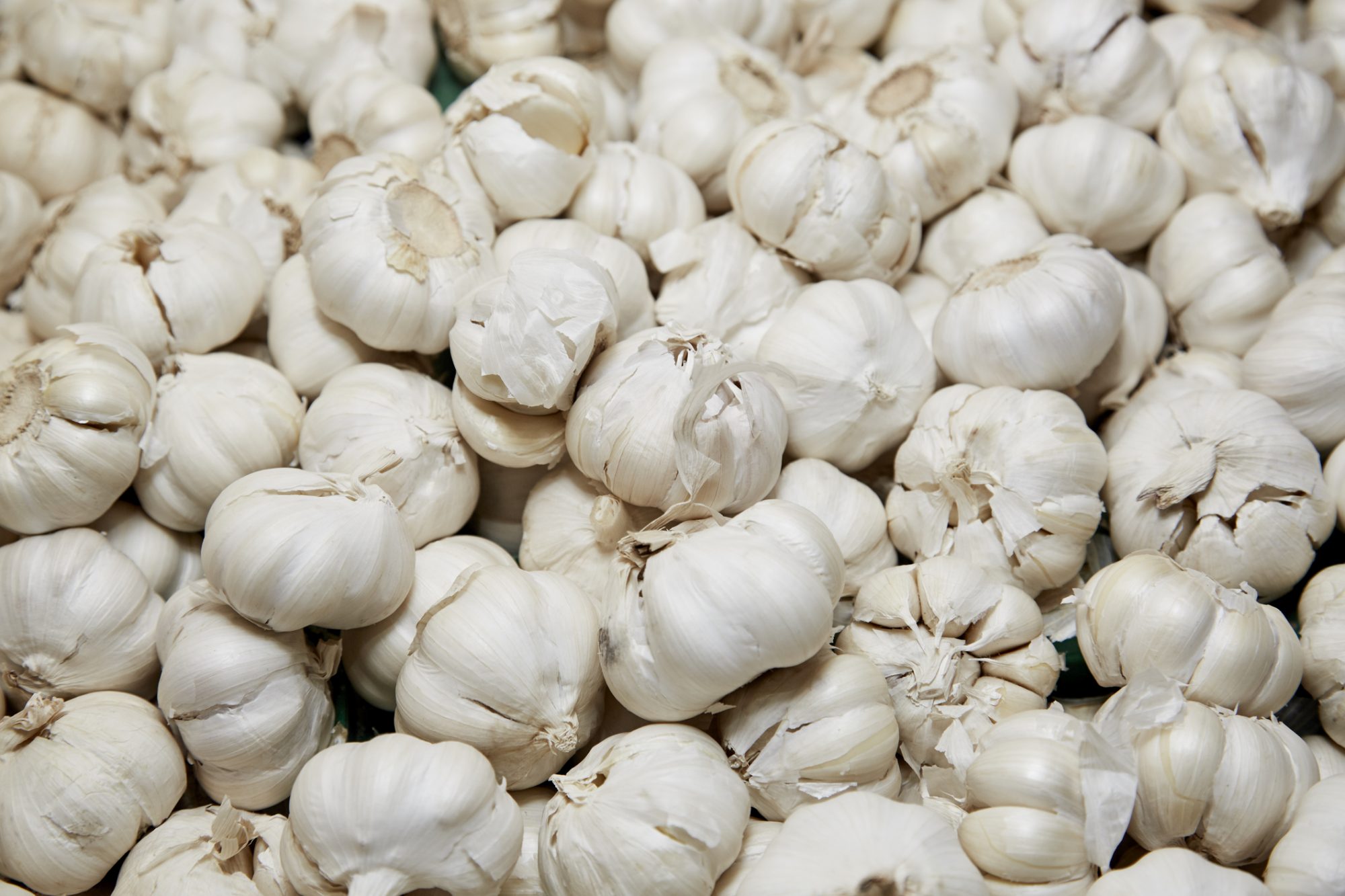 Is garlic native to America?