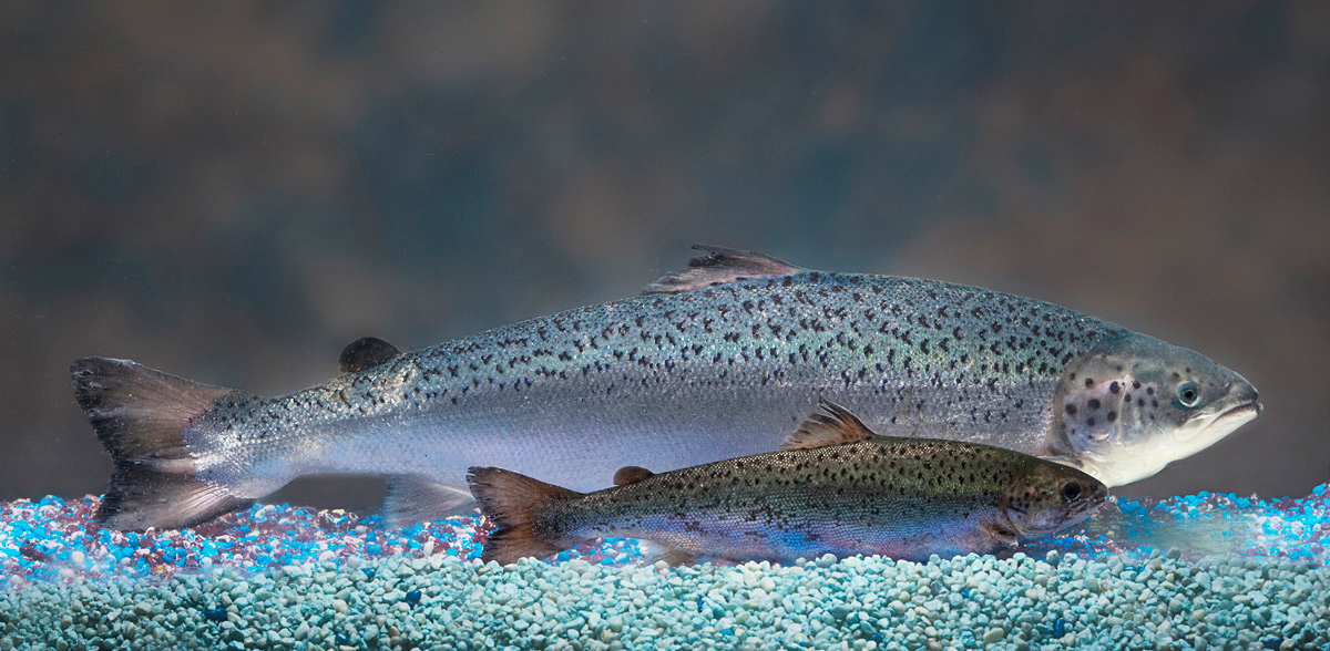 Is genetically modified fish good for you?