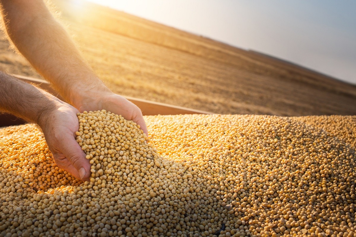 Is genetically modified soy safe?