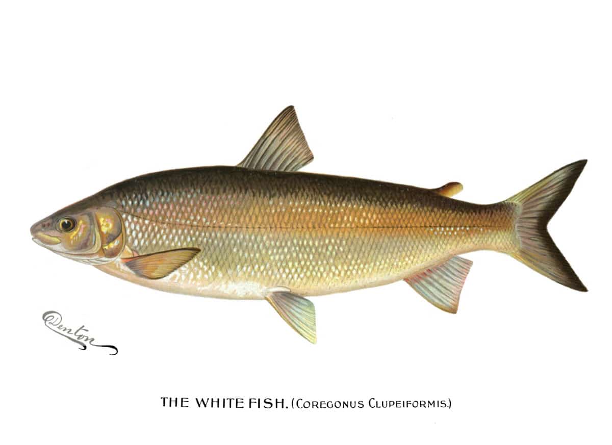 Is Great Lakes whitefish healthy?