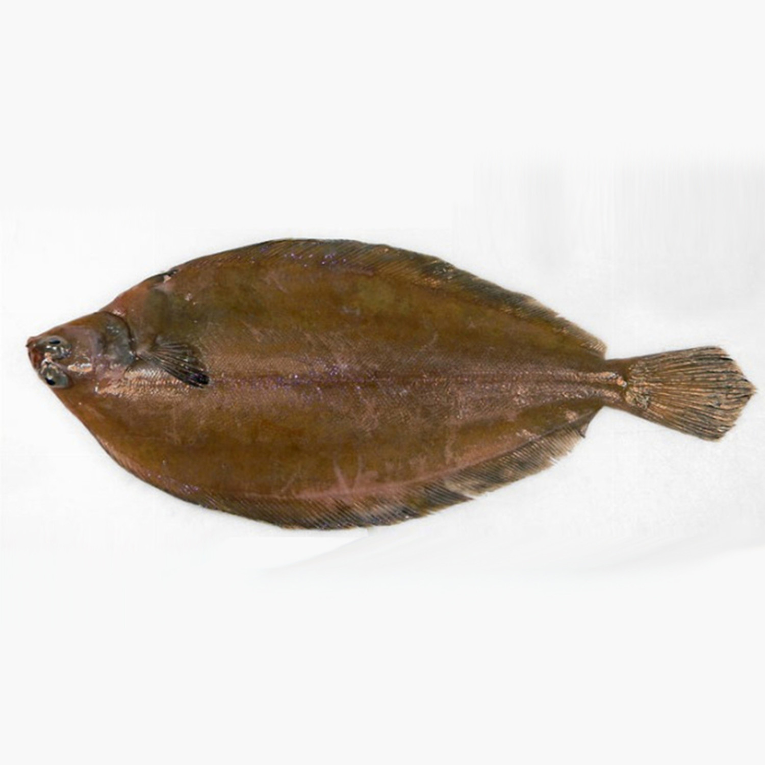 Is GREY sole the same as flounder?