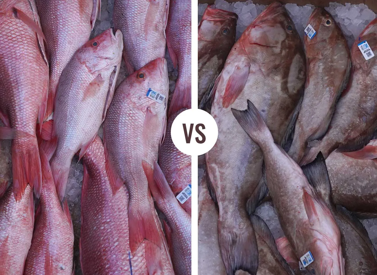 Is grouper or snapper more fishy?