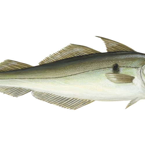 Is Haddock a sustainable fish?
