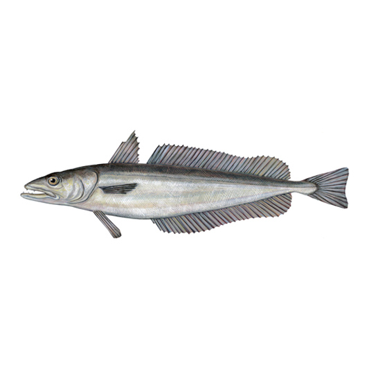 Is hake a good fish to eat?