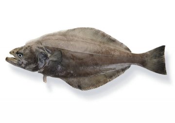 Is halibut a fatty fish?