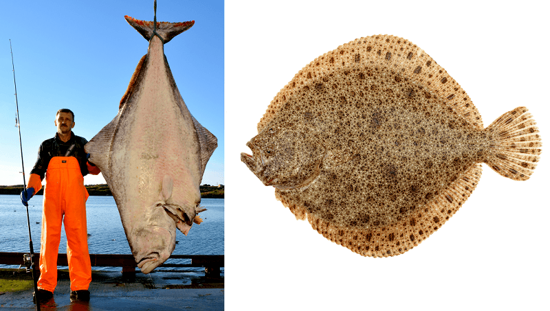 Is halibut a summer fish?