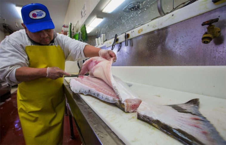 Is halibut bad for the environment?