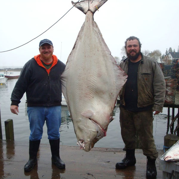 Is halibut caught in New England?