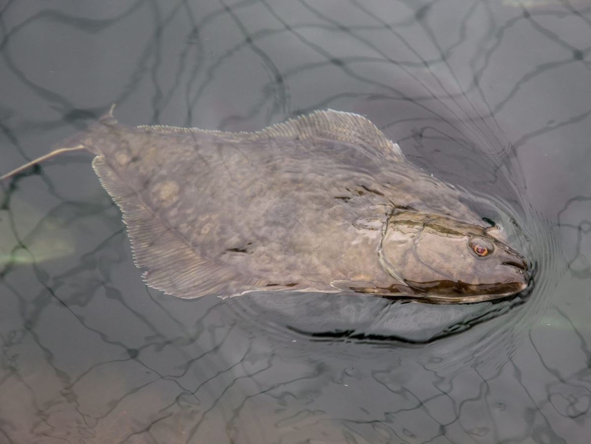 Is halibut farm-raised?