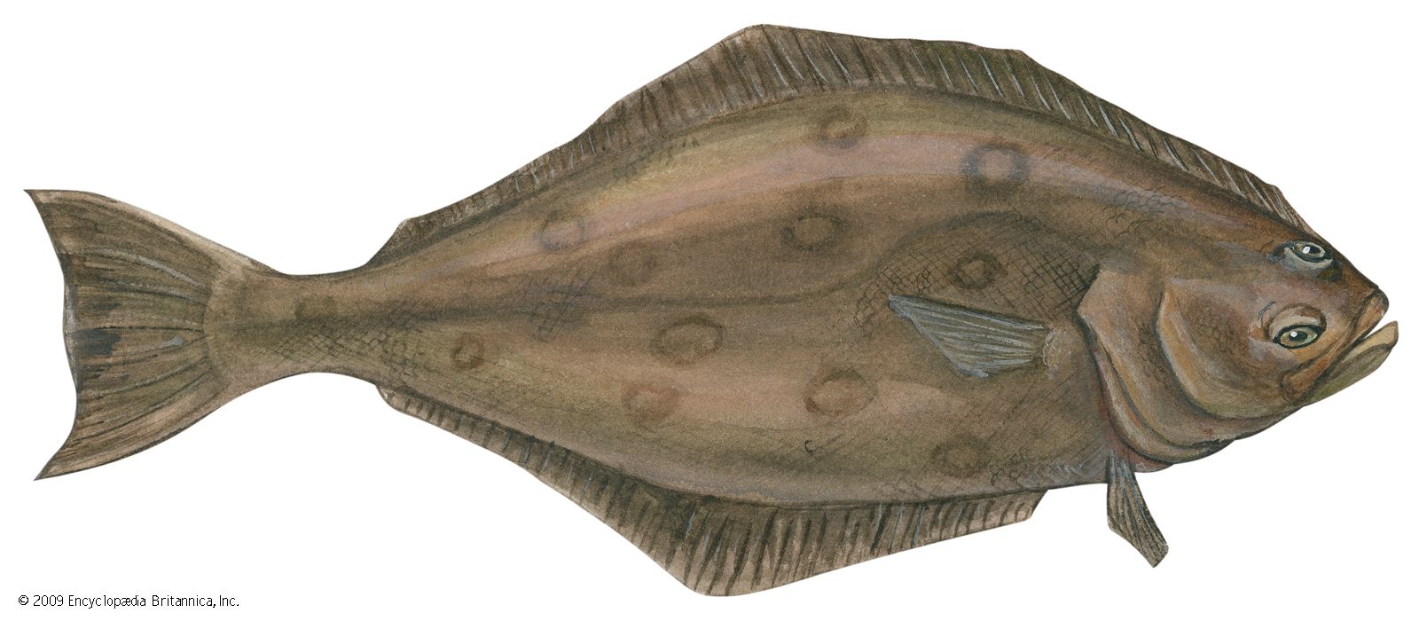 Is halibut freshwater or seawater?