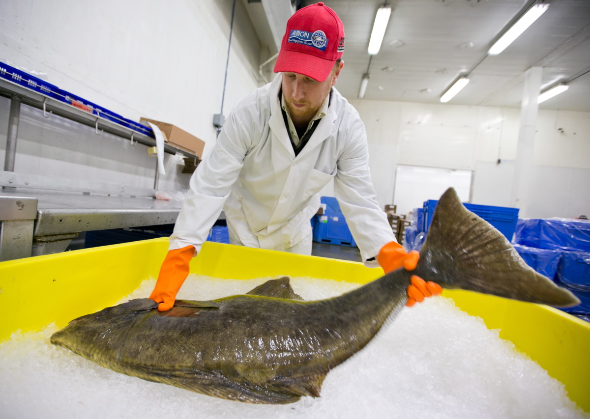 Is halibut in short supply?