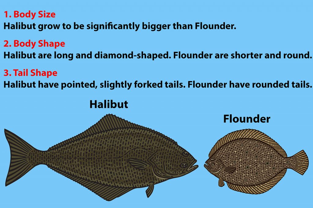 Is halibut similar to flounder?