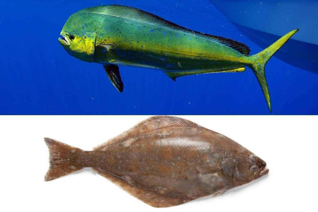 Is halibut similar to mahi mahi?