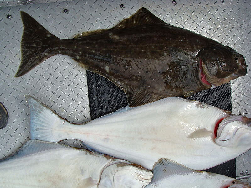 Is halibut white or pink?