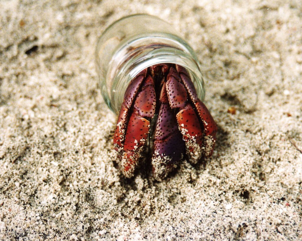 Is having a hermit crab cruel?