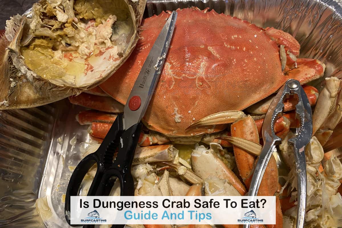Is it bad to eat Dungeness crab?