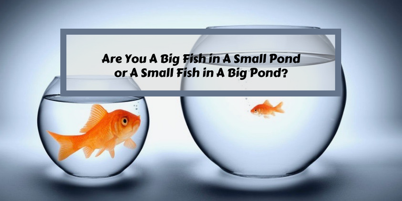 Is it better to be big fish in small pond or small fish in big pond?