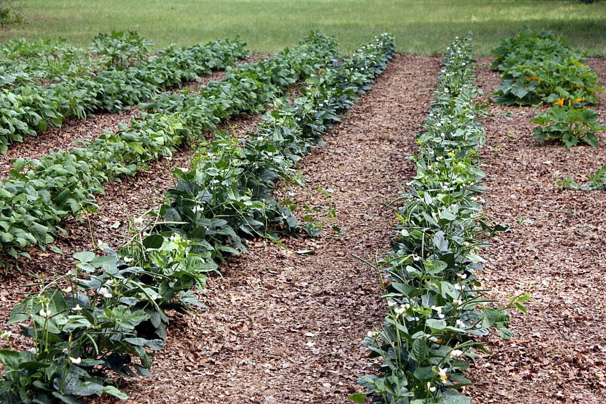 Is it better to can or freeze garden vegetables?