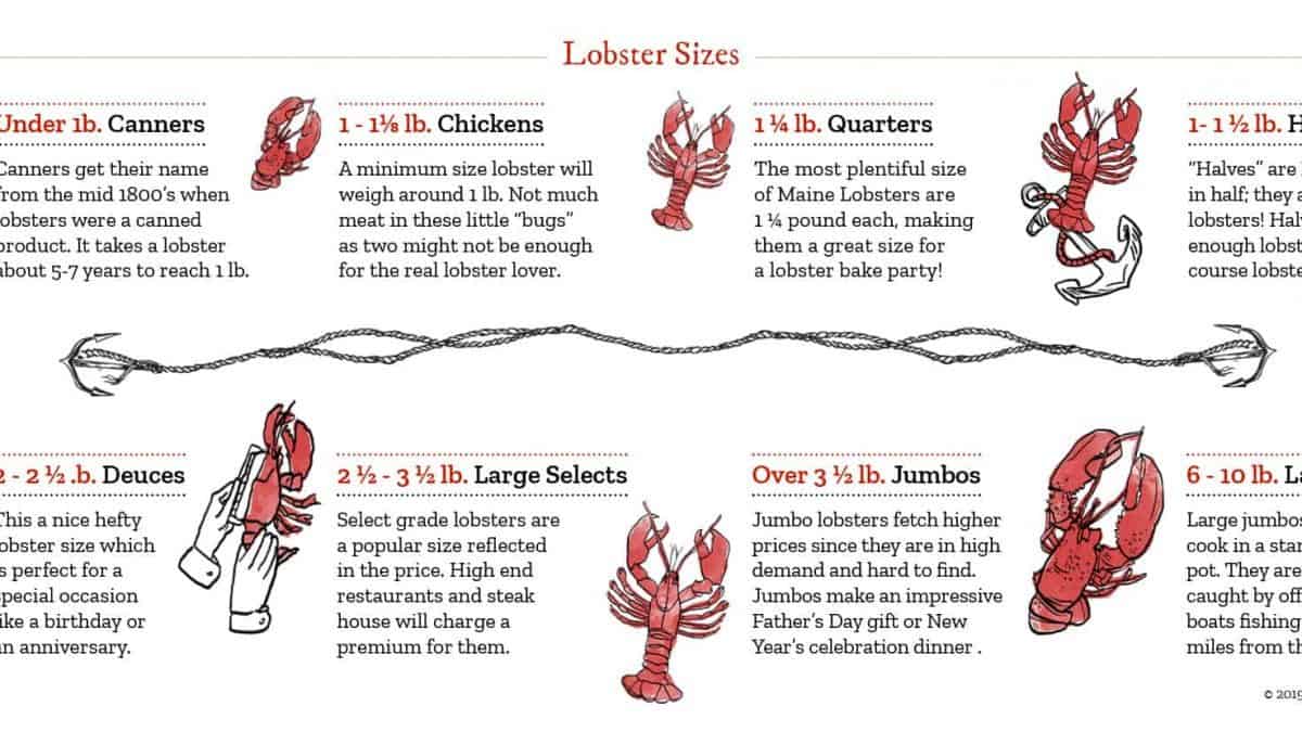 Is it better to cook lobster bigger or smaller?