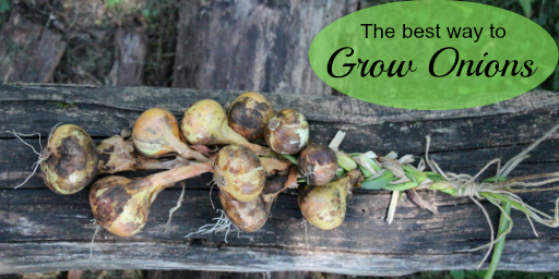 Is it better to grow onions from seed or bulbs?