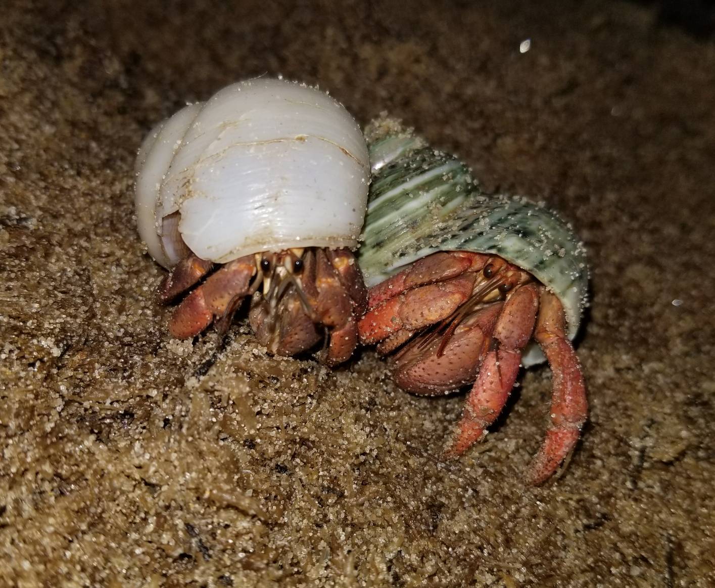 Is it better to have two hermit crabs?