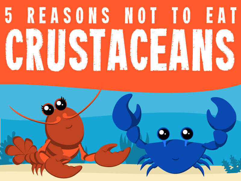 Is it cruel to eat crab?