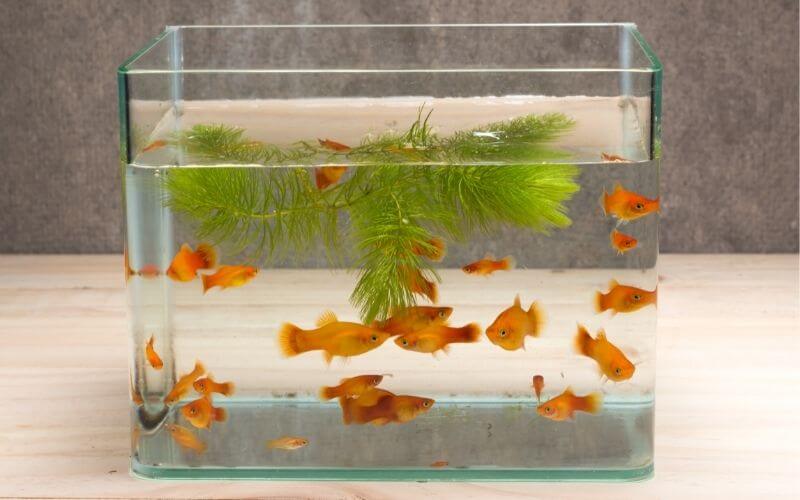 Is it cruel to have a pet goldfish?