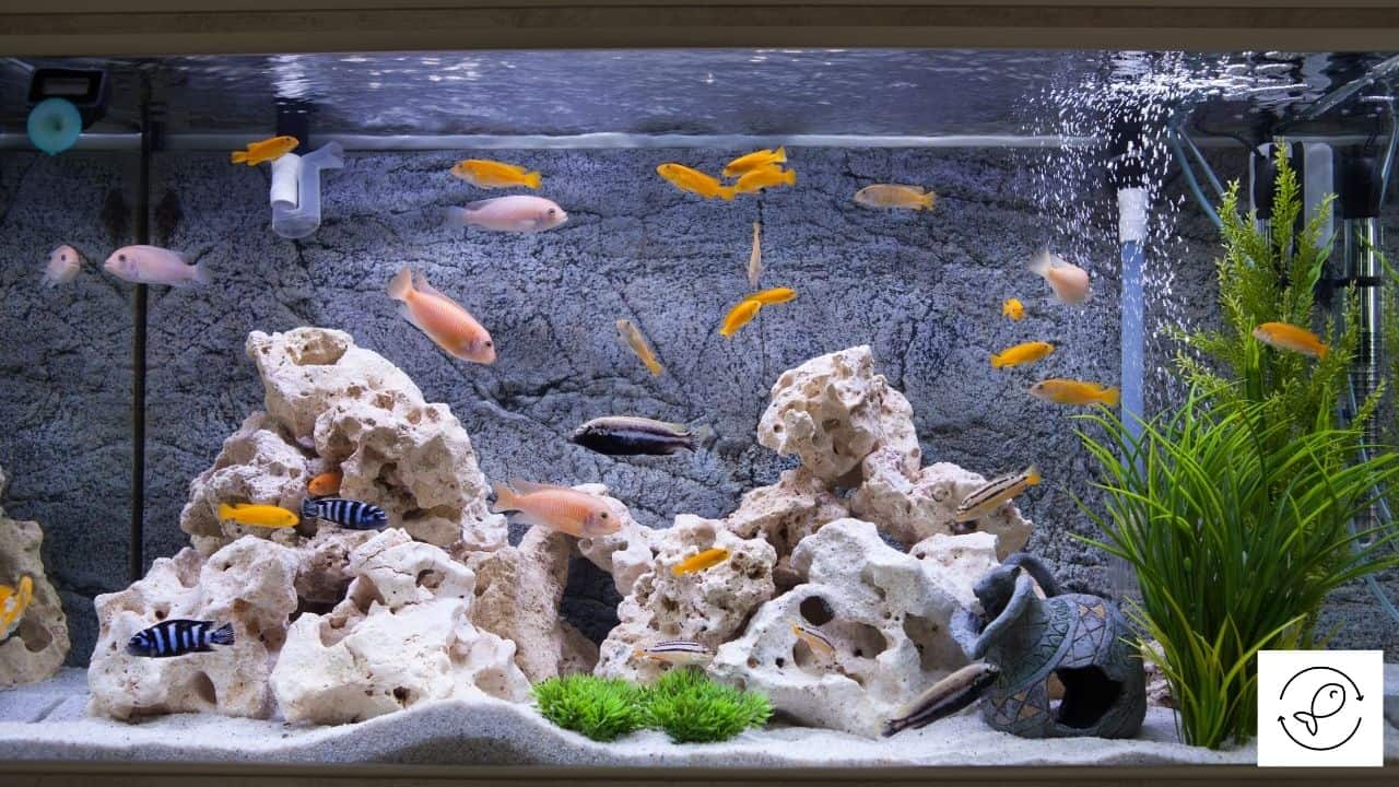 Is it cruel to have fish in a tank?