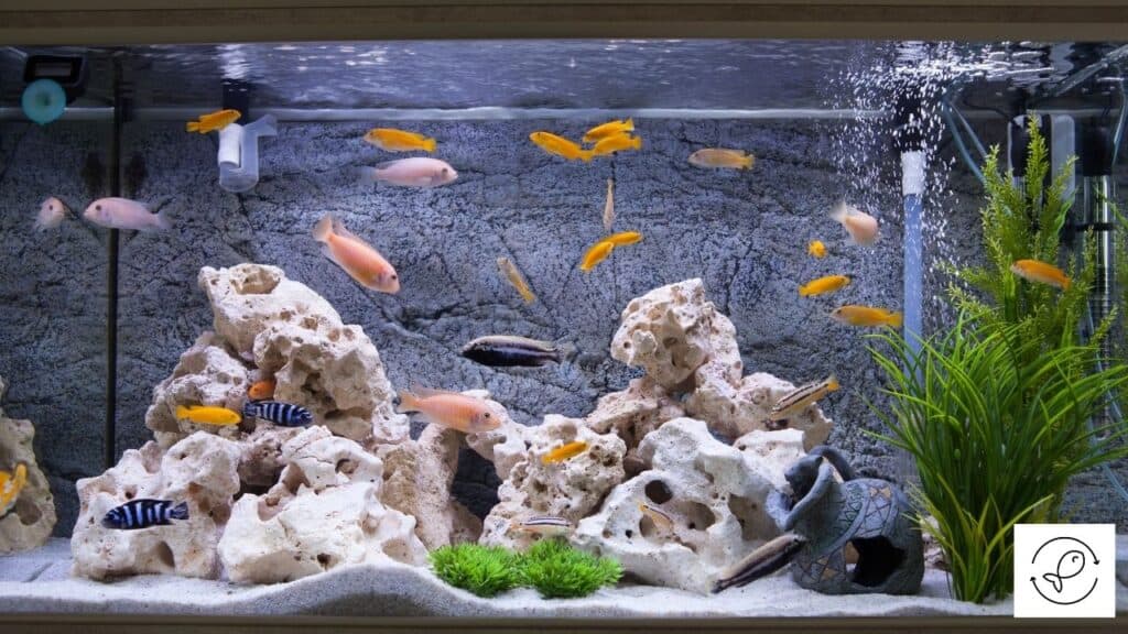 Is it cruel to keep fish in an aquarium?