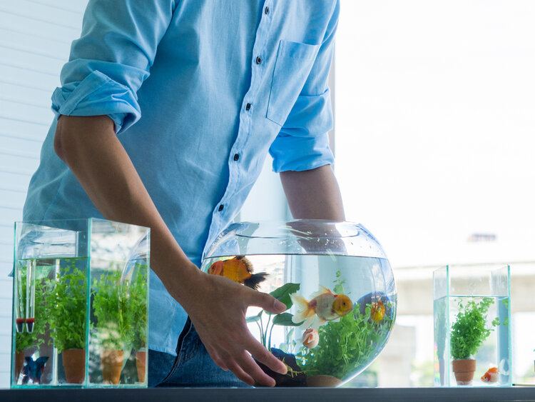 Is it cruel to keep fish in small tank?