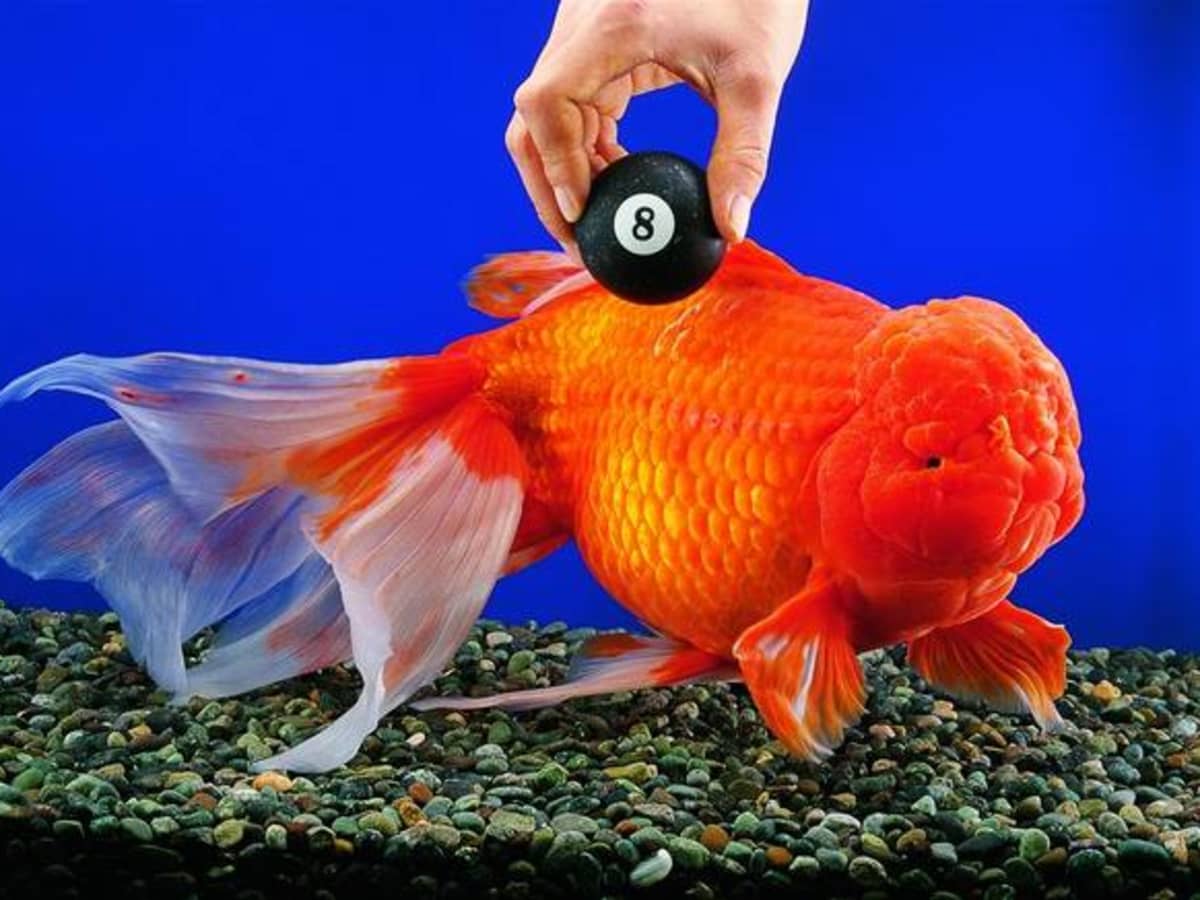Is it ethical to have pet fish?