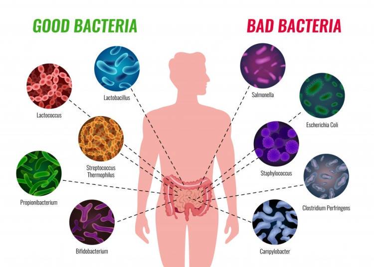 Is it good to have gut bacteria?