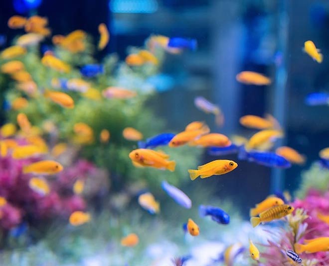 Is it good to keep fish aquarium at home?