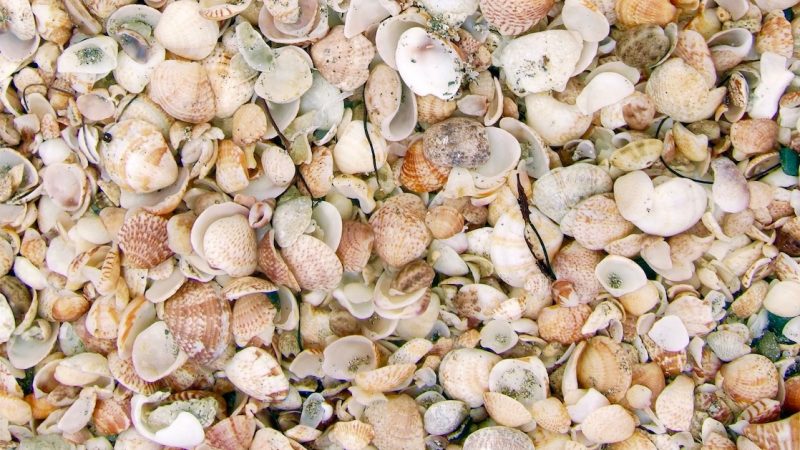 Is it good to keep sea shells at home?