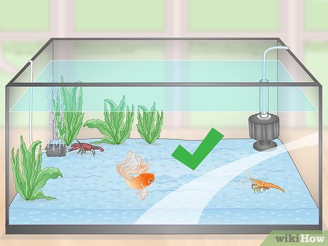 Is it hard to maintain a fish tank?