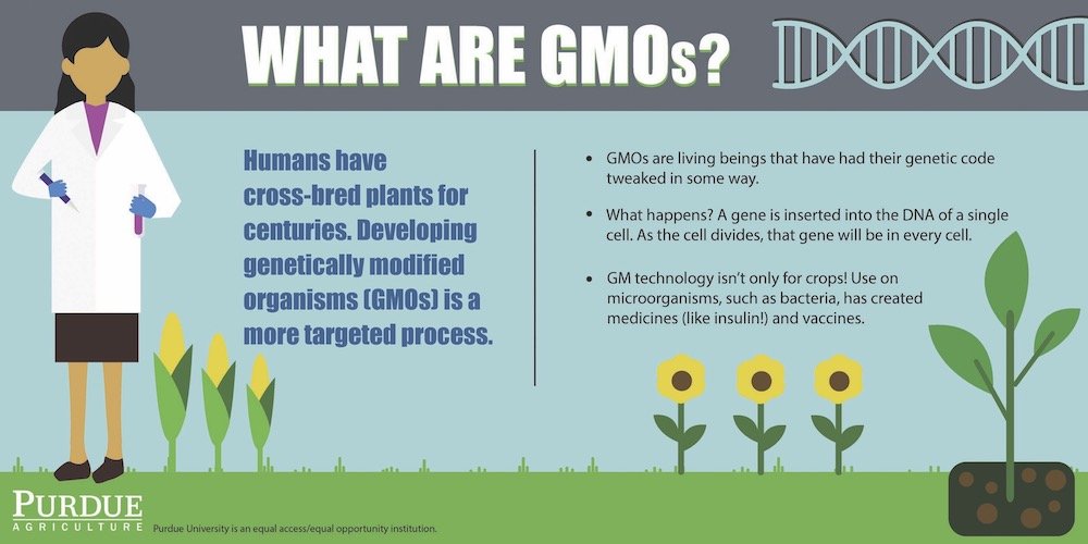 Is it healthier to consume GMO compared to non-GMO?
