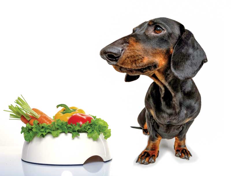 Is it healthy to feed dogs vegan food?