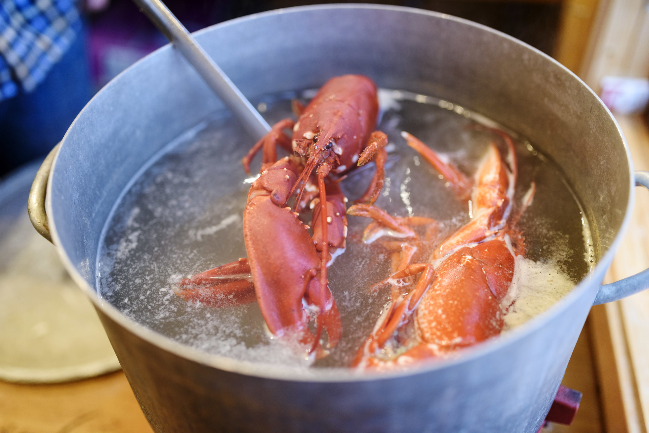 Is it illegal to boil a lobster alive UK?