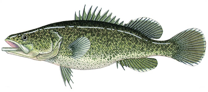 Is it illegal to catch Murray cod?