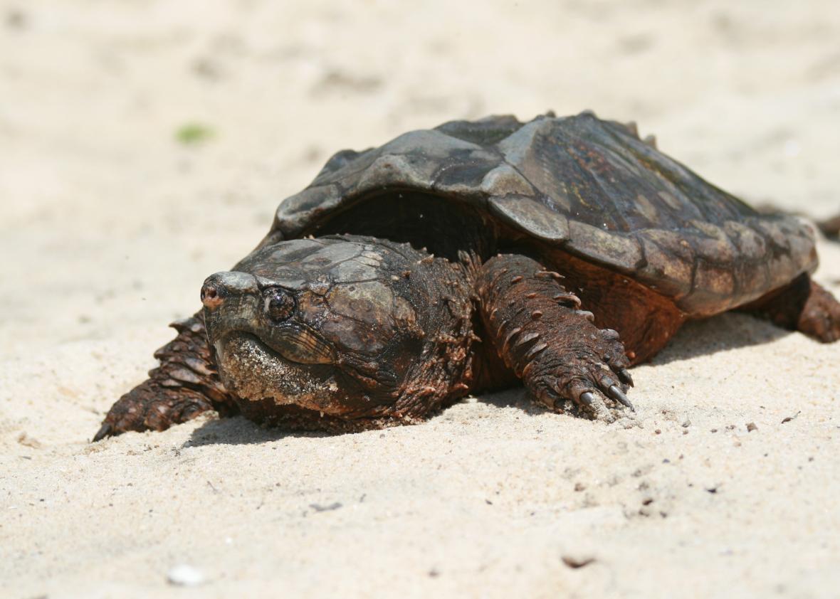 Is it illegal to eat a snapping turtle?