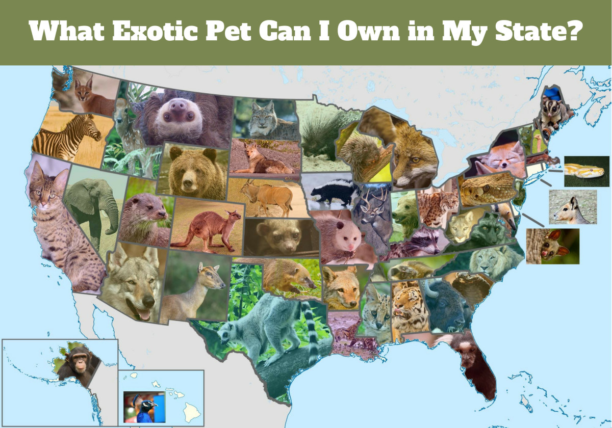 Is it illegal to own an exotic animal in Washington State?