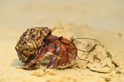 Is it illegal to take hermit crabs from the beach?