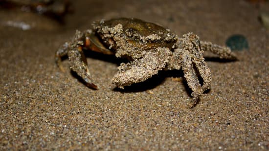 Is it legal to crab at night in the US?