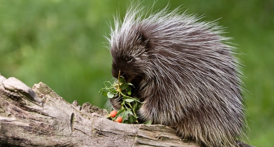 Is it legal to eat porcupine?
