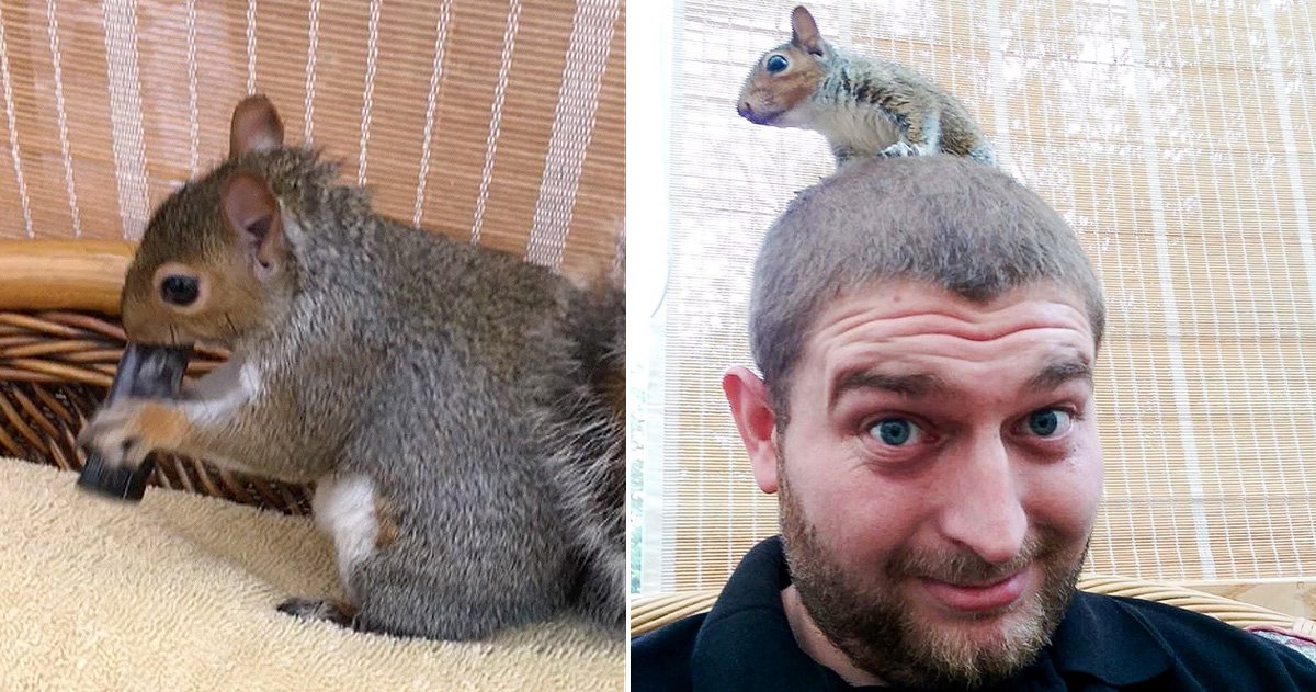 Is it legal to own a pet squirrel?