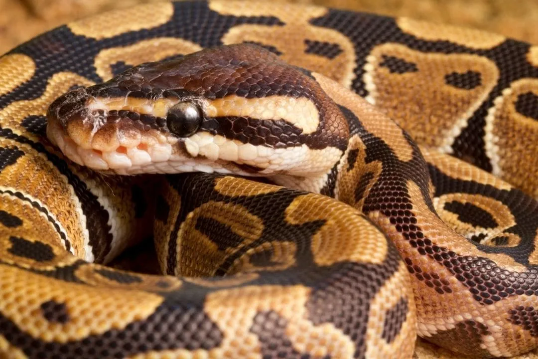 Is it legal to own a python in Washington state?