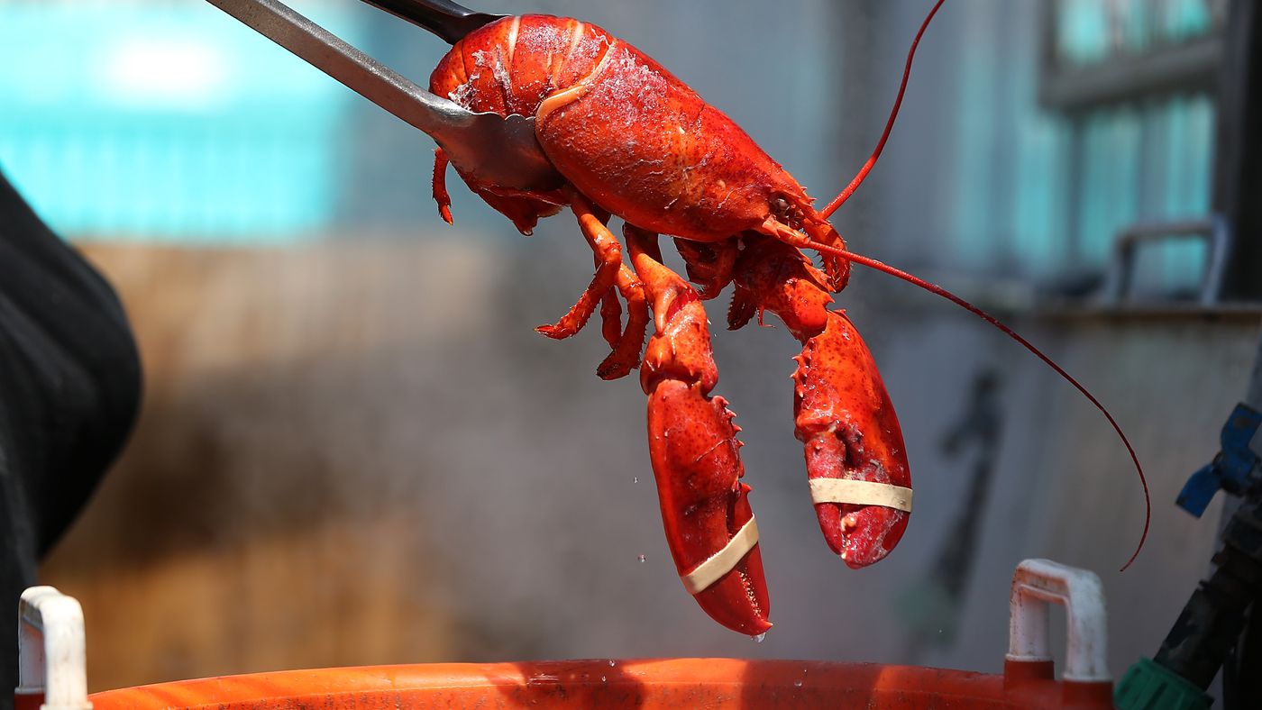 Is it more humane to steam or boil lobster?