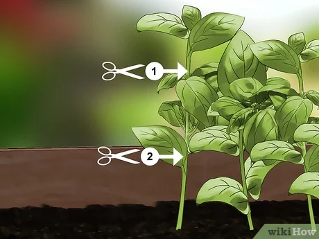 Is it necessary to harvest basil leaves?