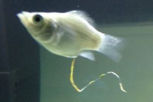 Is it normal for fish to have long poop?